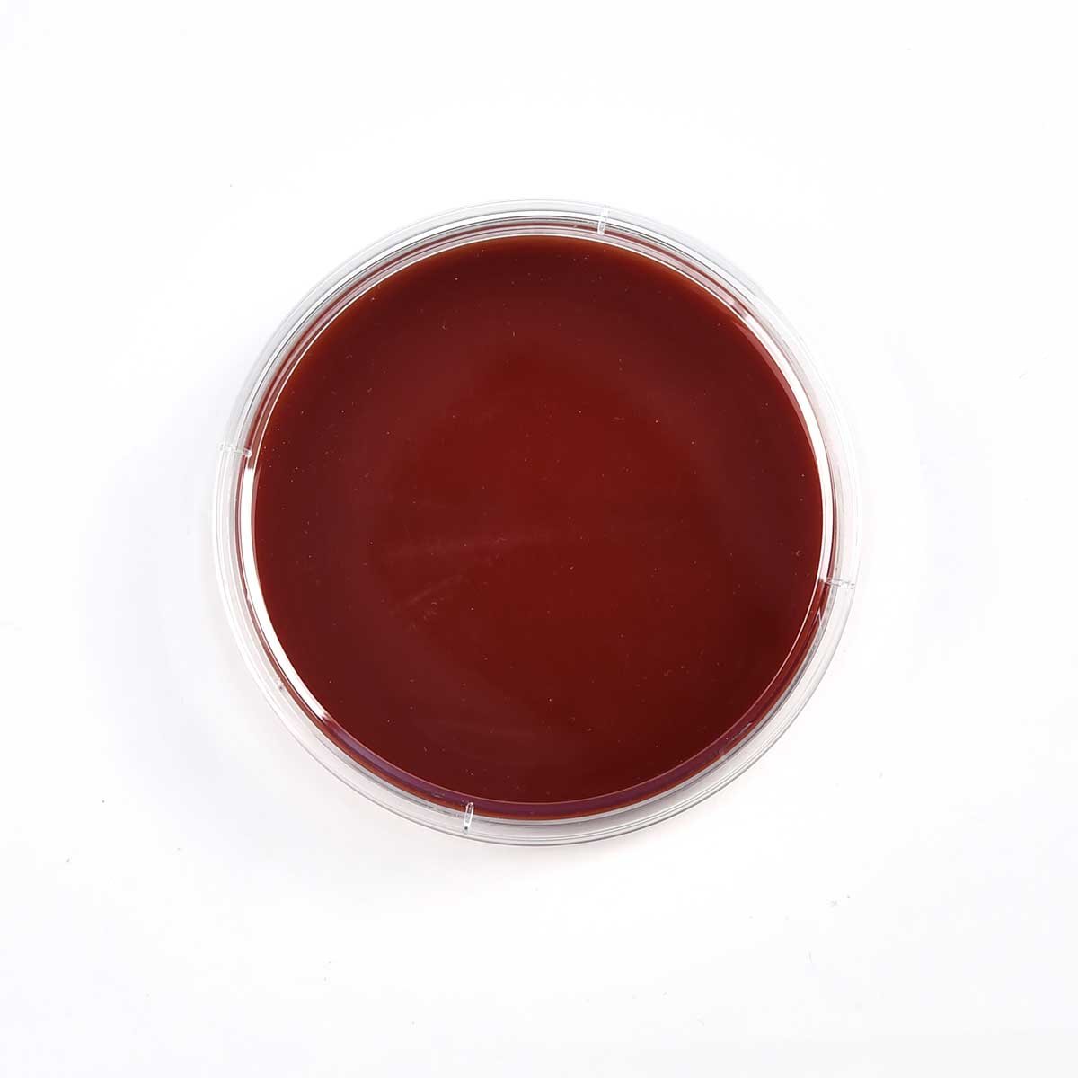 chocolate agar
