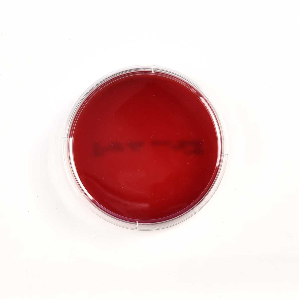 blood agar